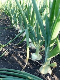 spanish_onions – Floodway Gardens