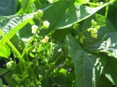 plant. – Floodway Gardens