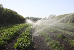 watering.spray. – Floodway Gardens